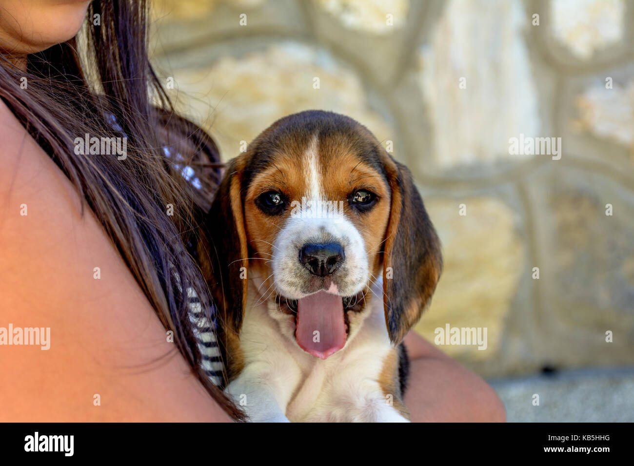 Girl holding beagle puppy in the arms Stock Photo - Alamy