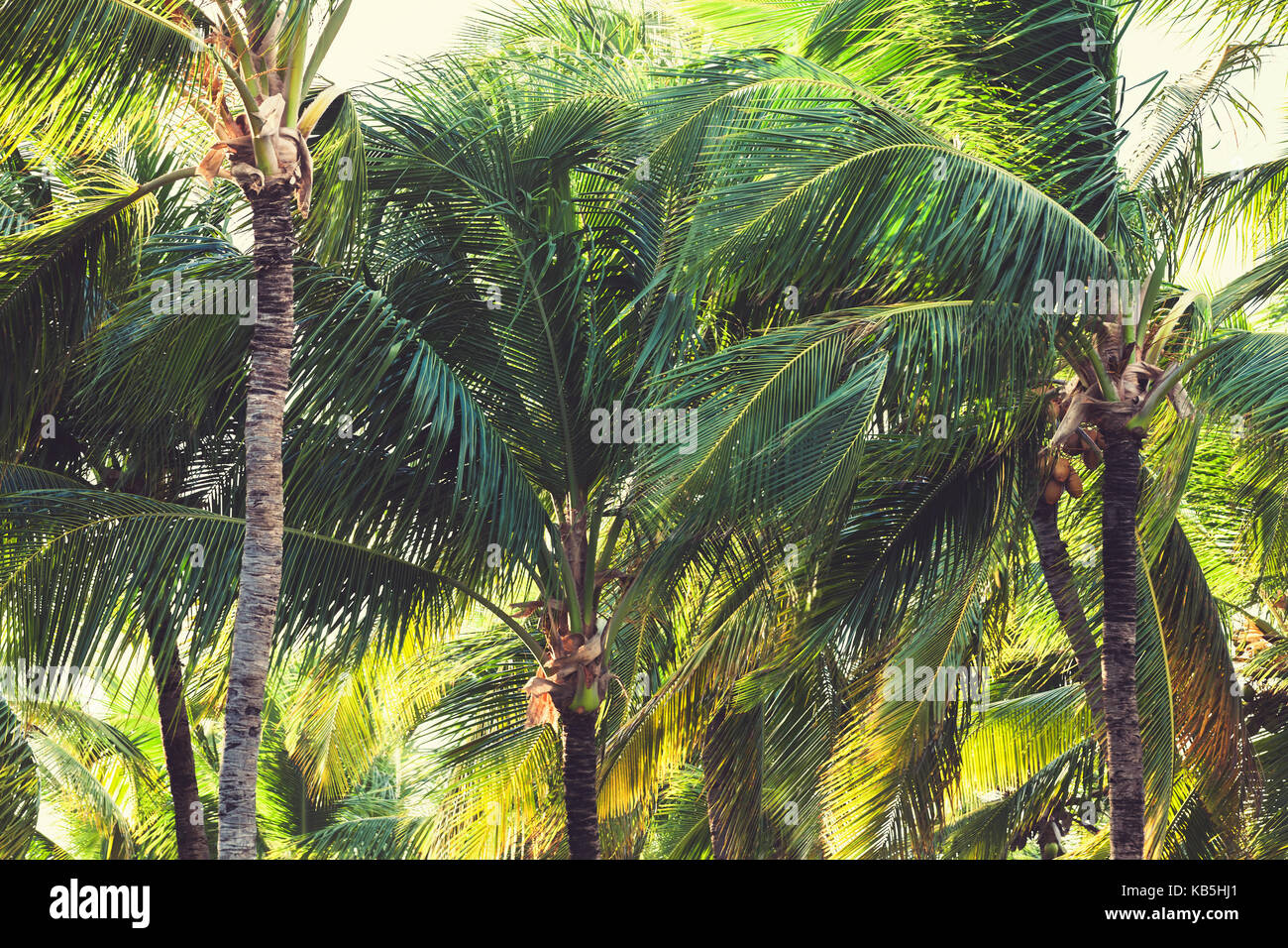 Palm trees, natural tropical forest background, Dominican republic ...