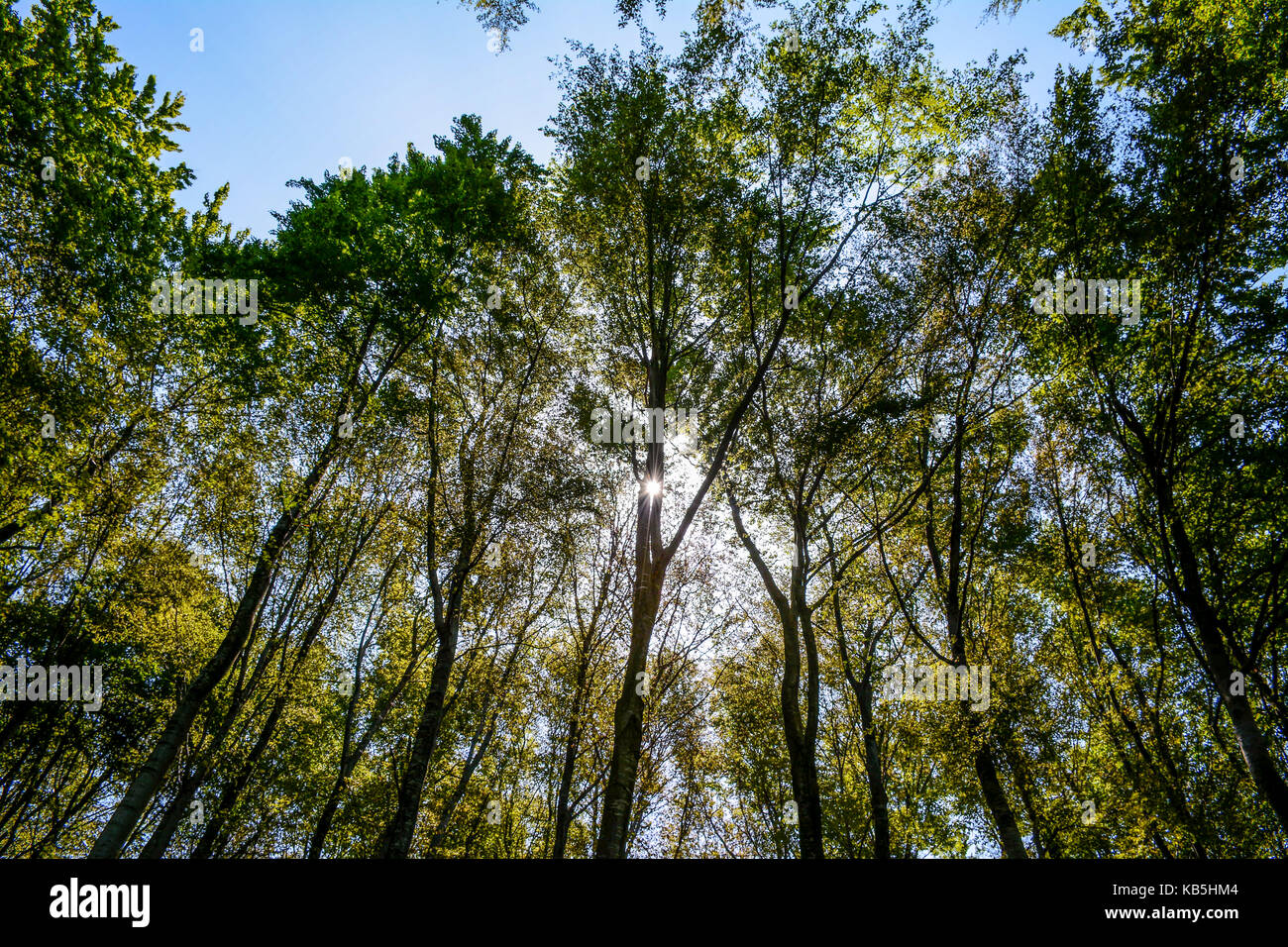 Trees forest with sun rays Stock Photo - Alamy