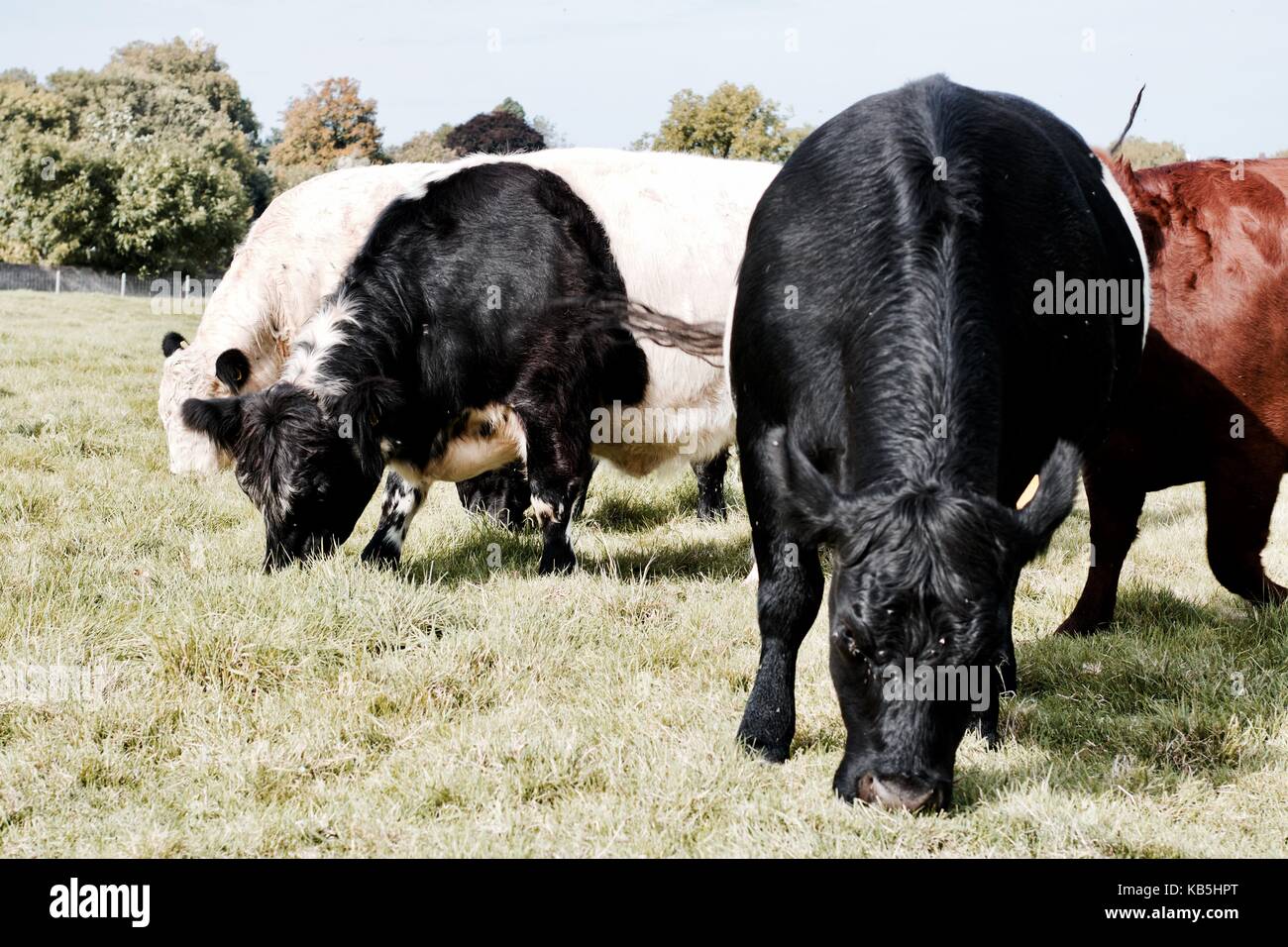 Cows in town centre on Richmond London. Nature in town concept Stock ...
