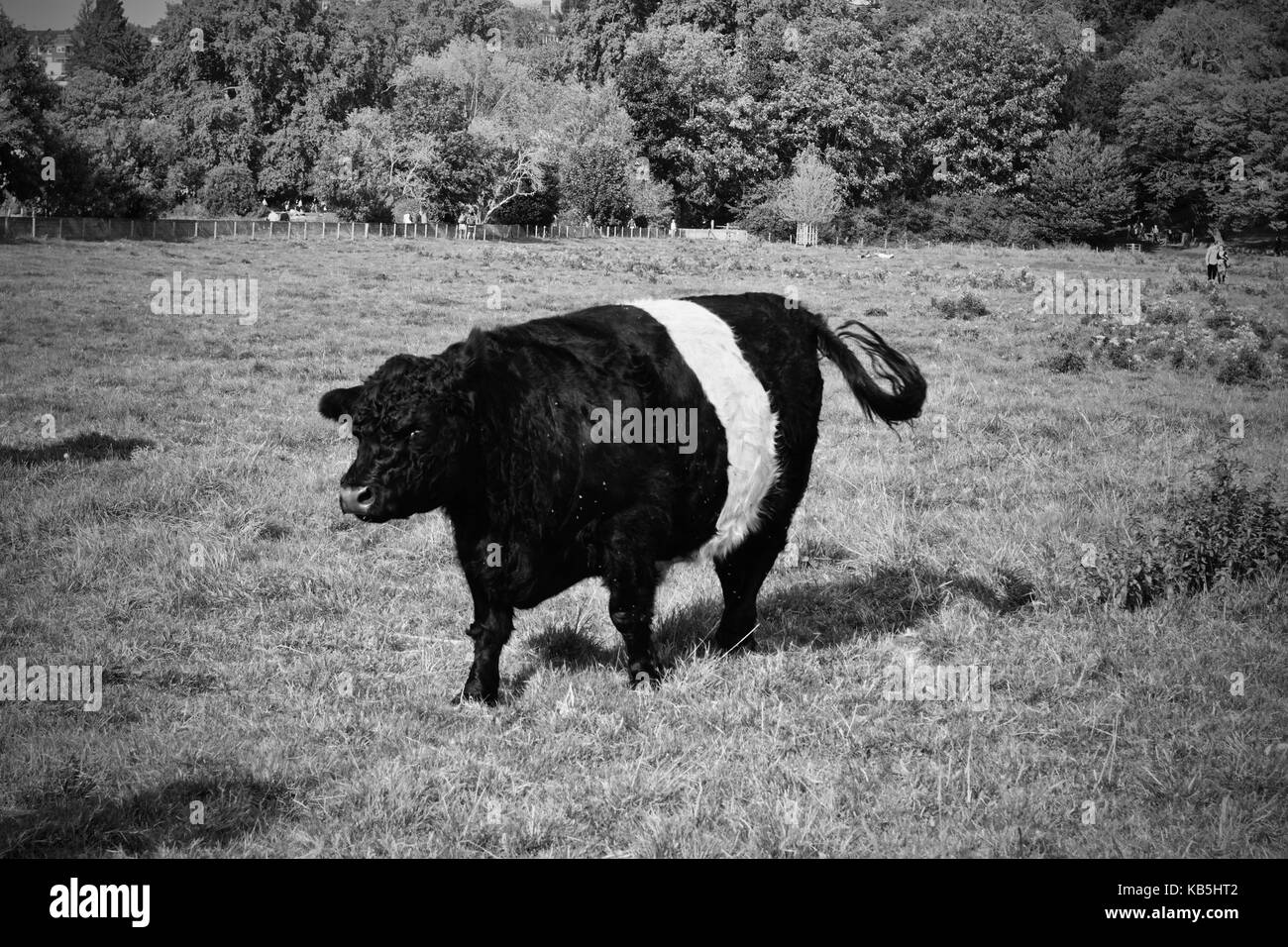 Cows in town centre on Richmond London. Nature in town concept Stock ...