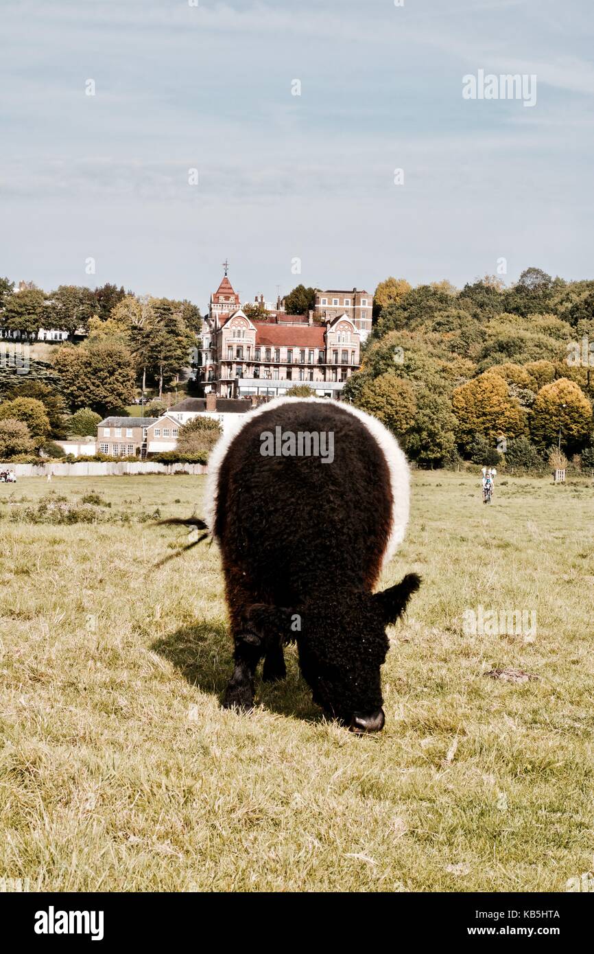 Cows in town centre on Richmond London. Nature in town concept Stock ...