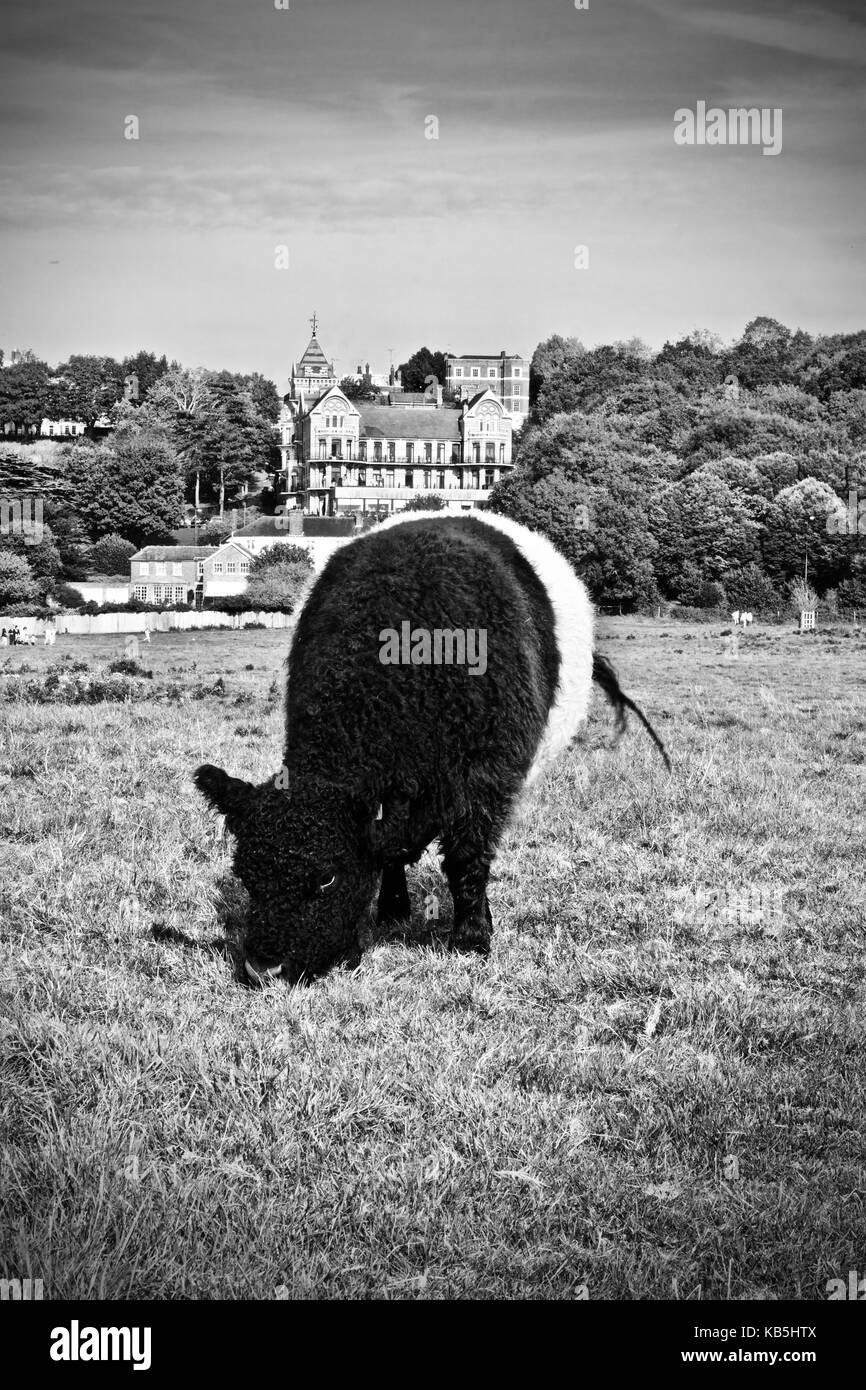 Cows in town centre on Richmond London. Nature in town concept Stock ...