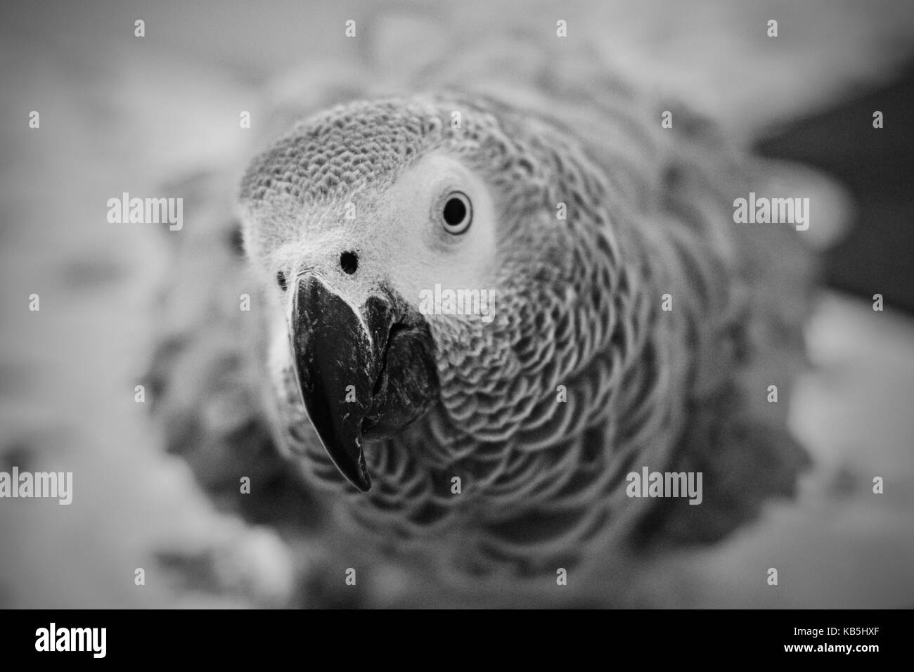 Small home pet. African gre parrot. Natural animal concept Stock Photo ...