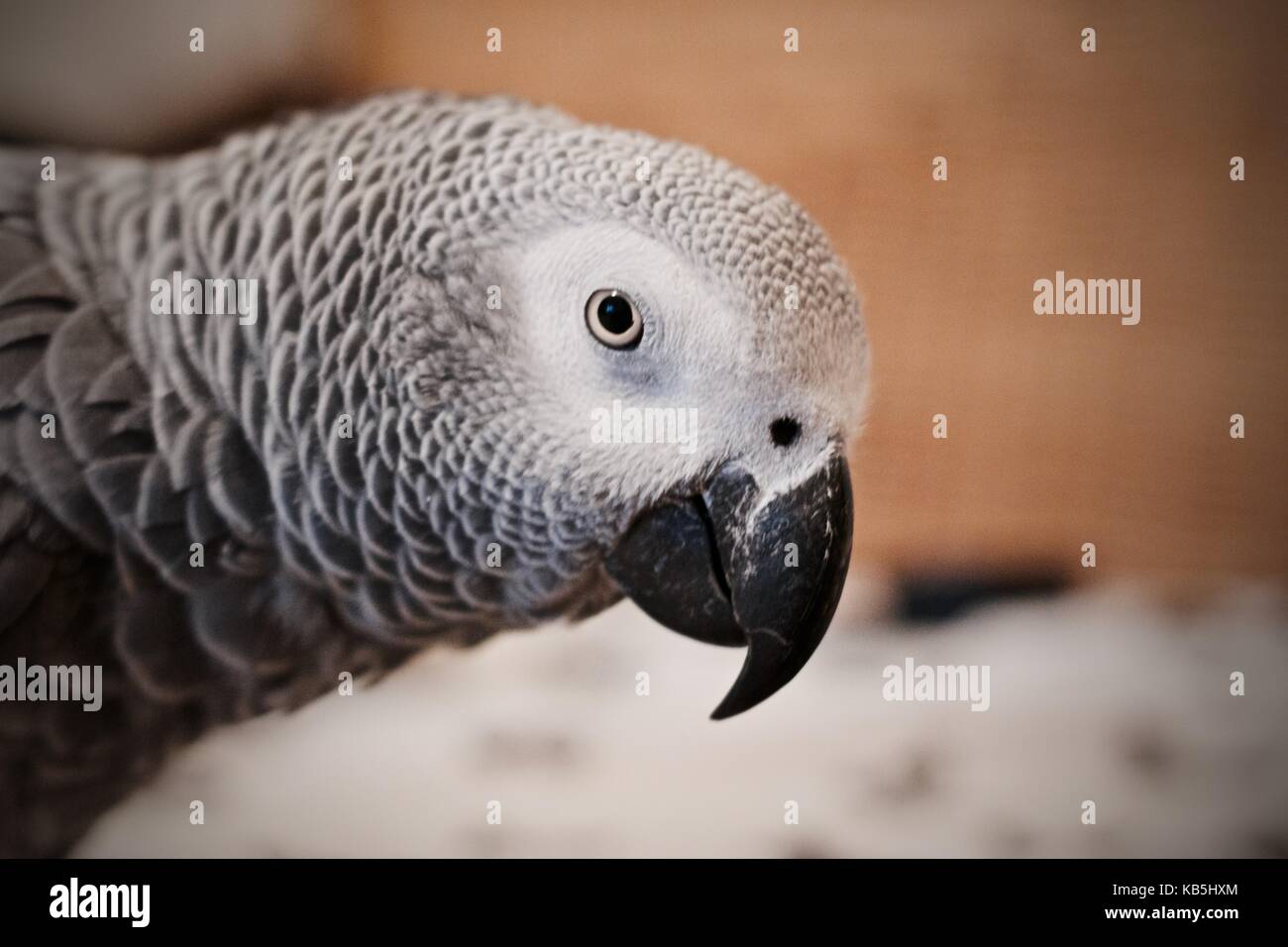 Small home pet. African gre parrot. Natural animal concept Stock Photo ...