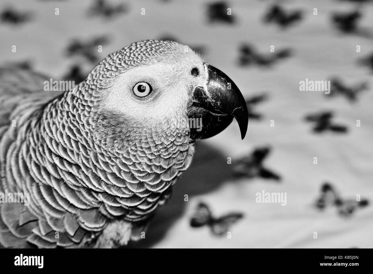 Small home pet. African gre parrot. Natural animal concept Stock Photo ...