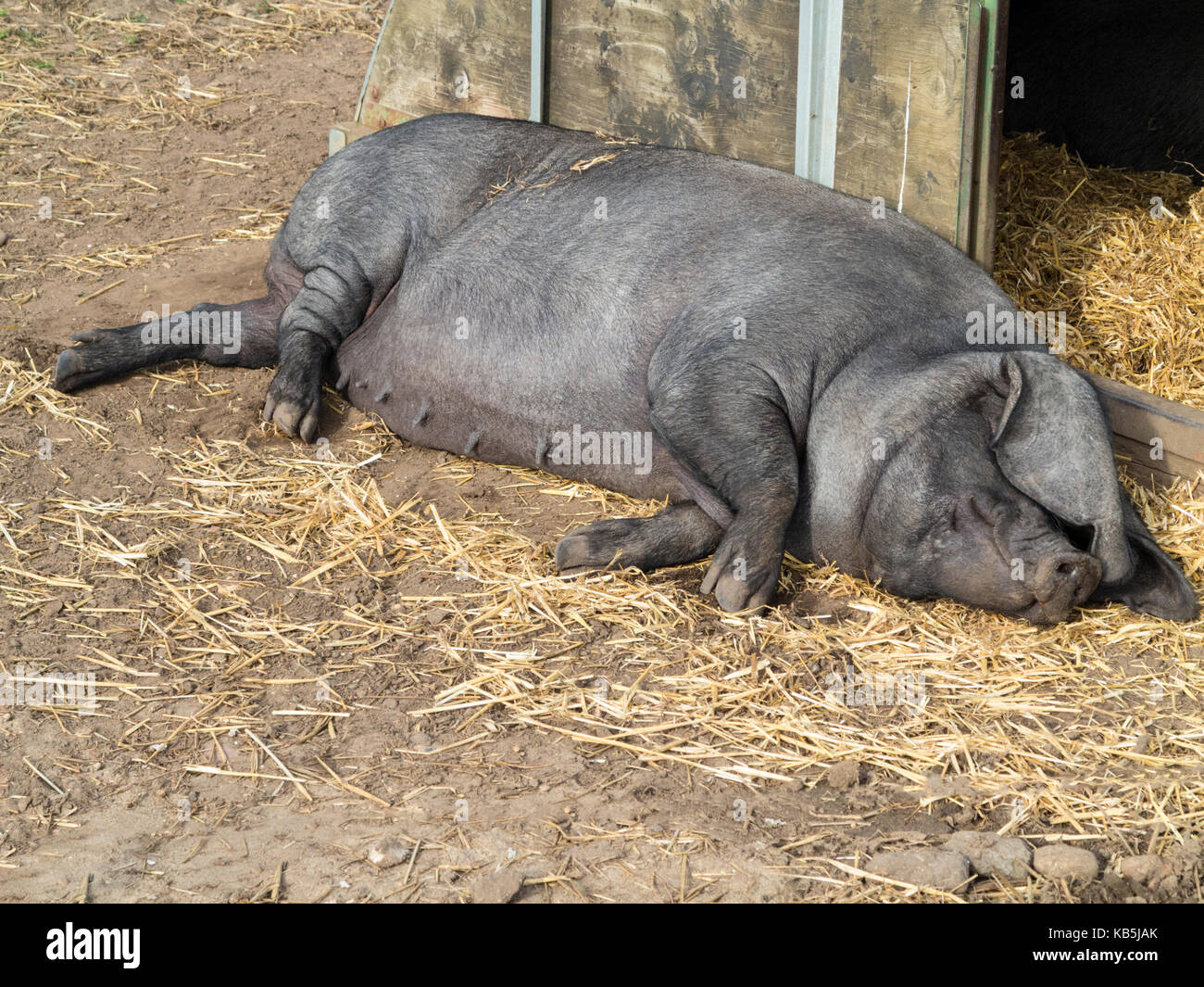 Sleeping Large Black sow on straw outside shelter Stock Photo - Alamy