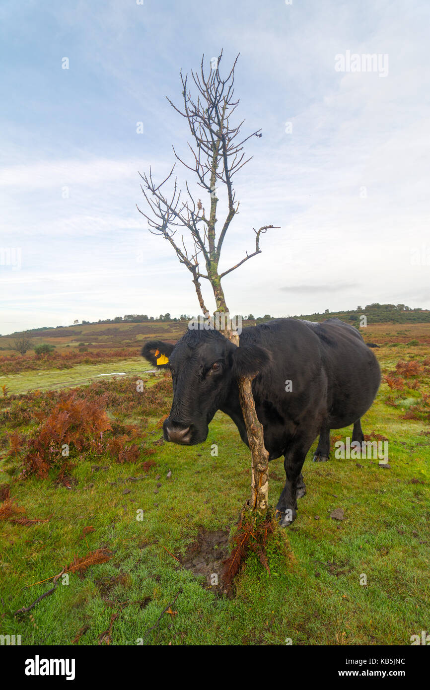 Cow itch tree hi-res stock photography and images - Alamy
