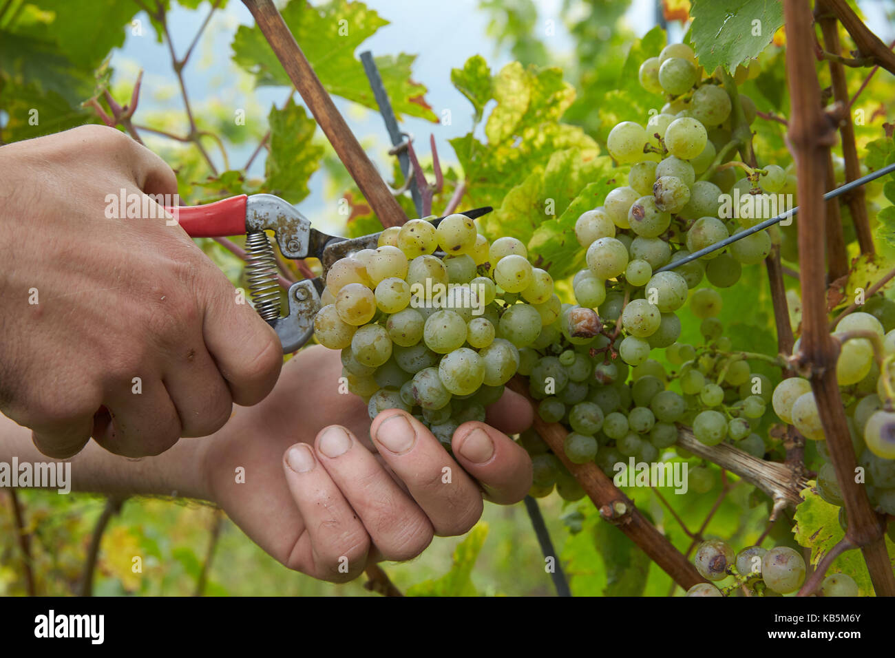 Winningen, Germany. 28th Sep, 2017. Harvest helper Michael Gail ...