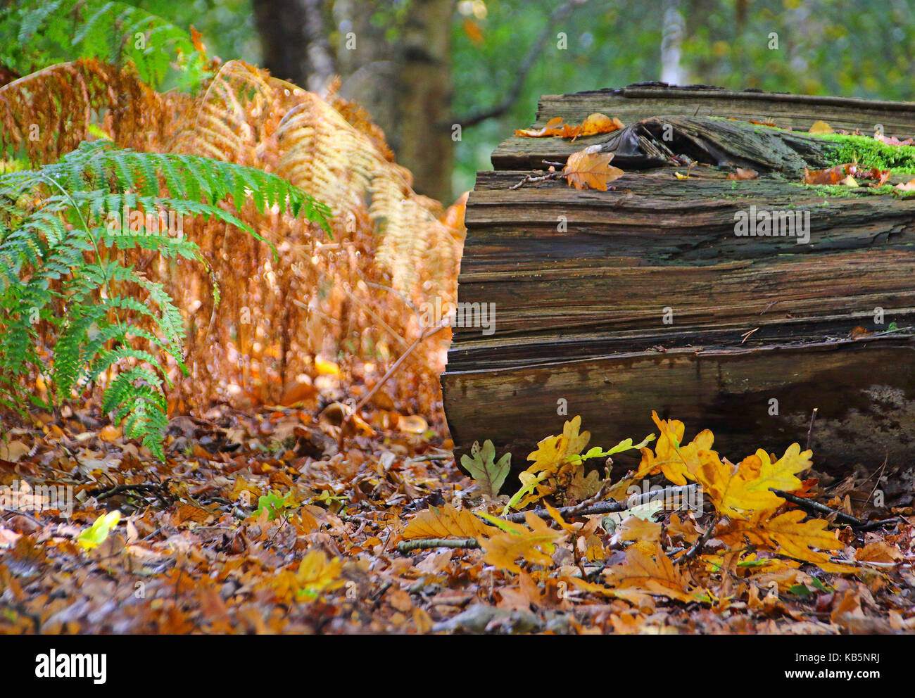 Rspb in sandy hi-res stock photography and images - Alamy