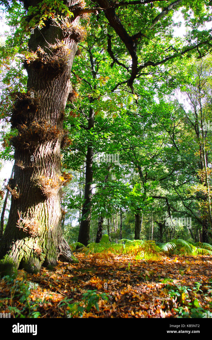 Headquarters of the rspb hi-res stock photography and images - Alamy
