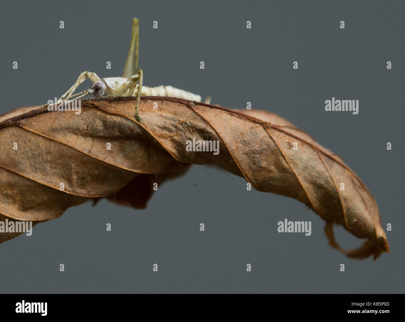 An insect sits on the brown leaf of a chestnut tree on a street in ...
