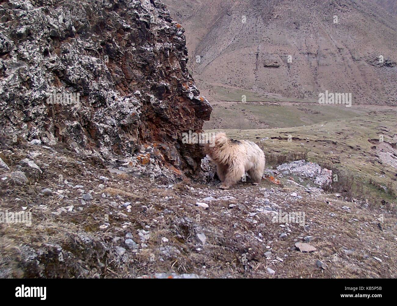 Xining. 28th Sep, 2017. A brown bear is pictured by infrared camera in ...