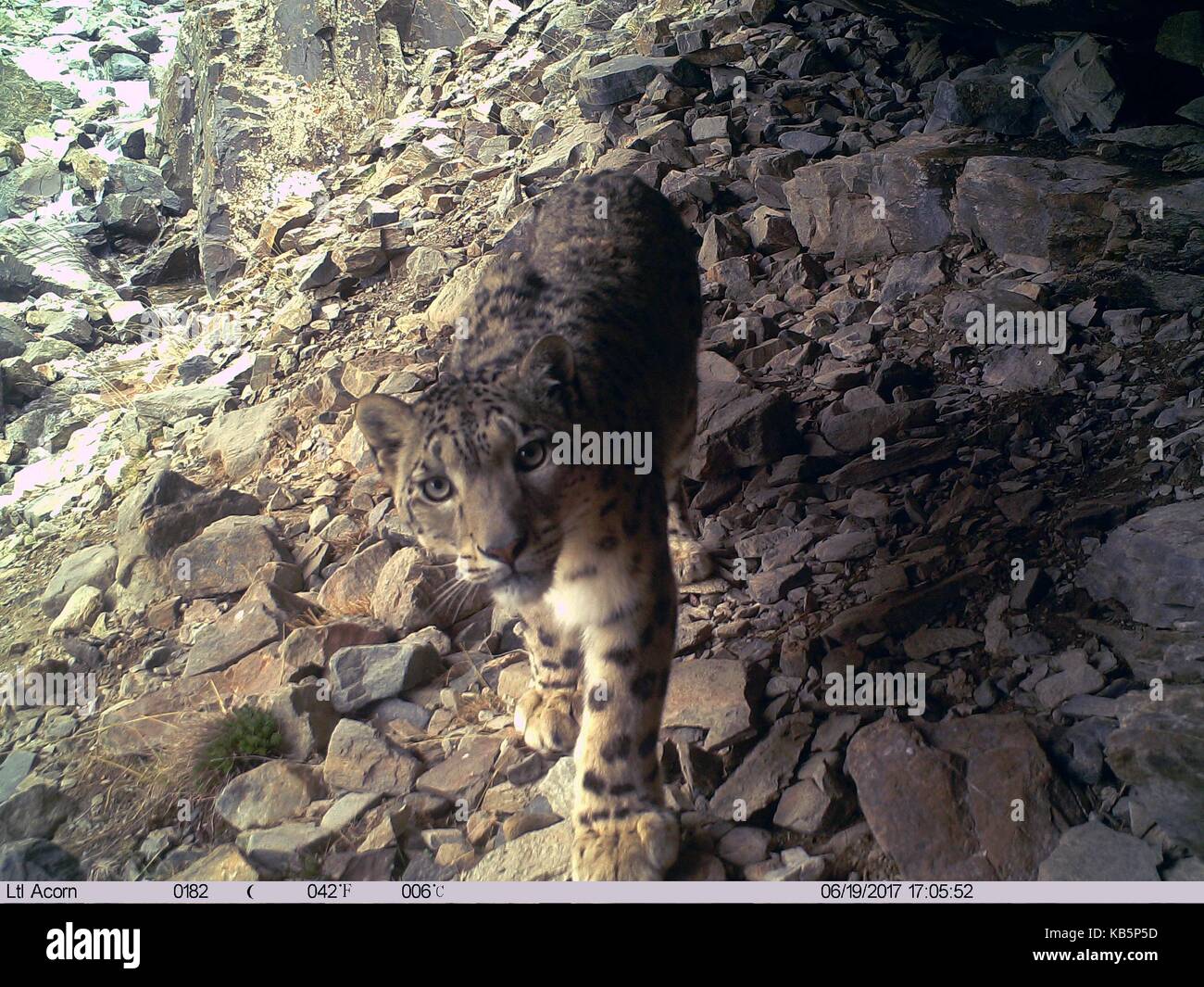 Xining. 28th Sep, 2017. A snow leopard is pictured by infrared camera ...