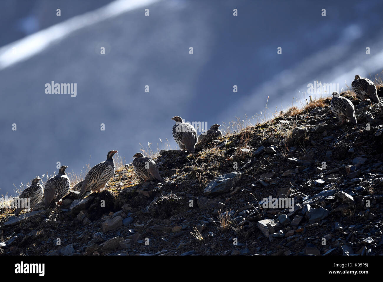 Xining. 22nd Sep, 2017. Snow cocks are seen in Qilianshan National ...