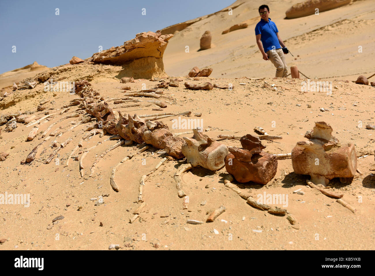 Cairo, Egypt. 27th Sep, 2017. A tourist looks at whale fossils in the ...