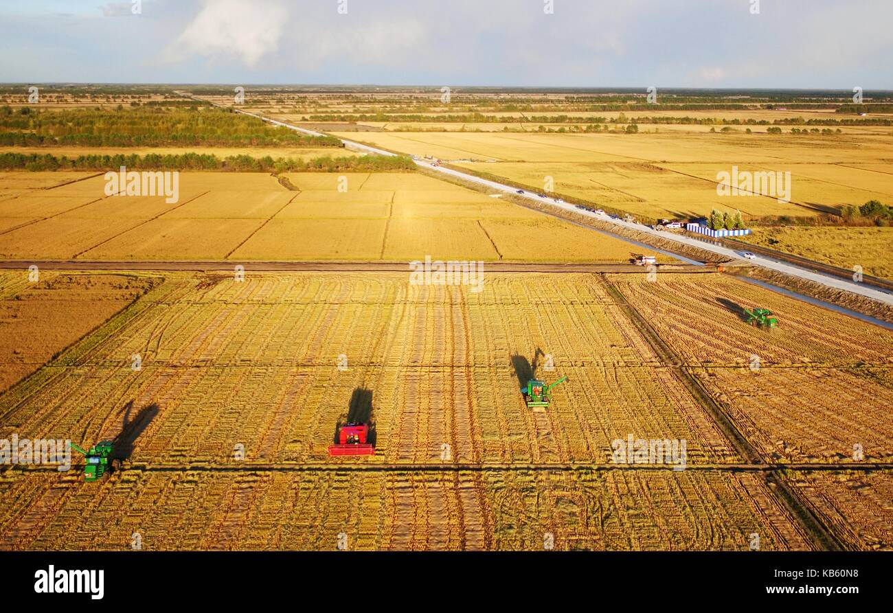 Tongjiang. 28th Sep, 2017. Tractors harvest on the paddy field of ...
