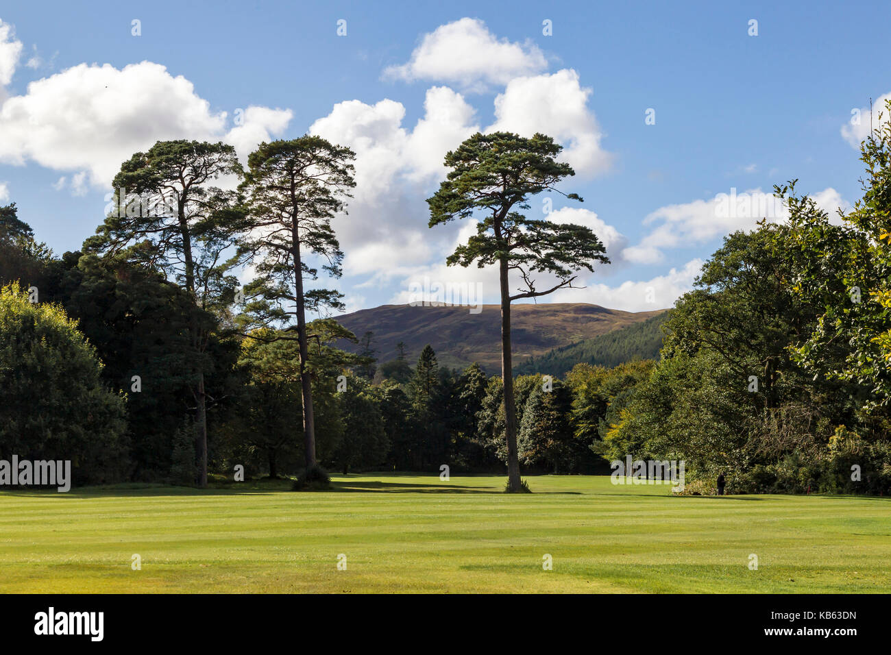Pine trees on the Golf Course, Isle of Arran, Scotland Stock Photo - Alamy