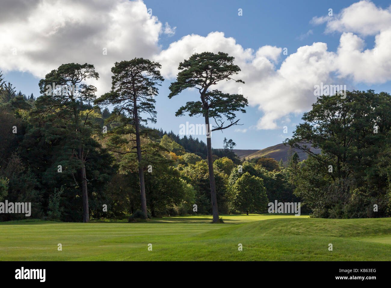 Pine trees on the Golf Course, Isle of Arran, Scotland Stock Photo - Alamy