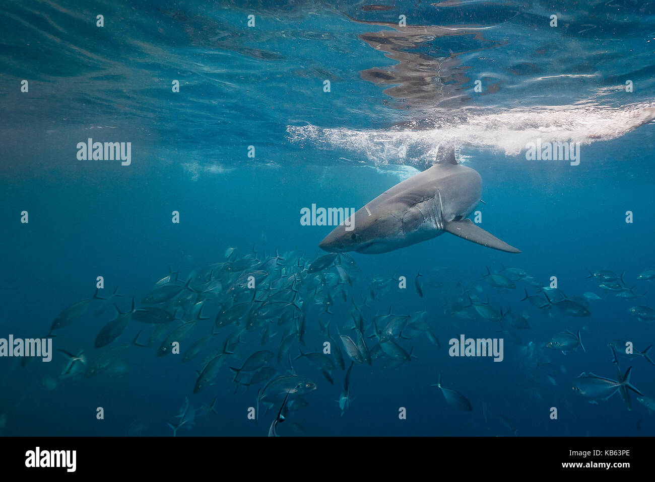 Great white shark and trevally jacks, Neptune islands, South Australia ...