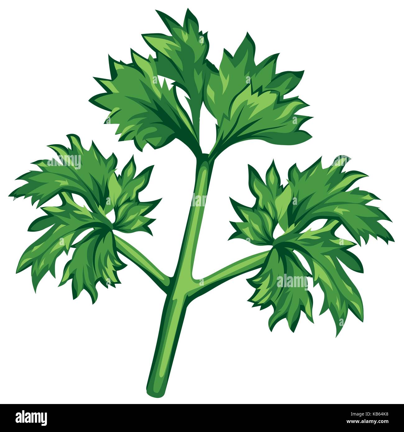 Cut parsley Stock Vector Images - Alamy