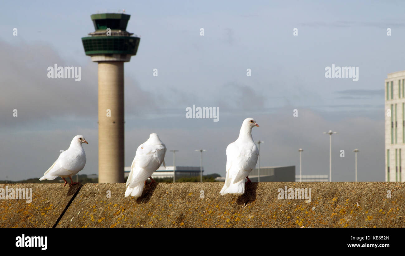Three doves in front of the air traffic control tower at Stansted ...