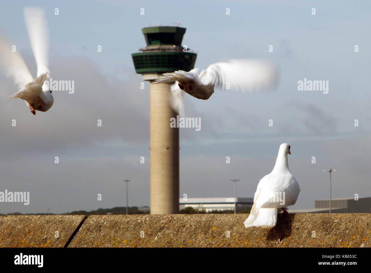 Three doves, with two taking flight, in front of the air traffic ...