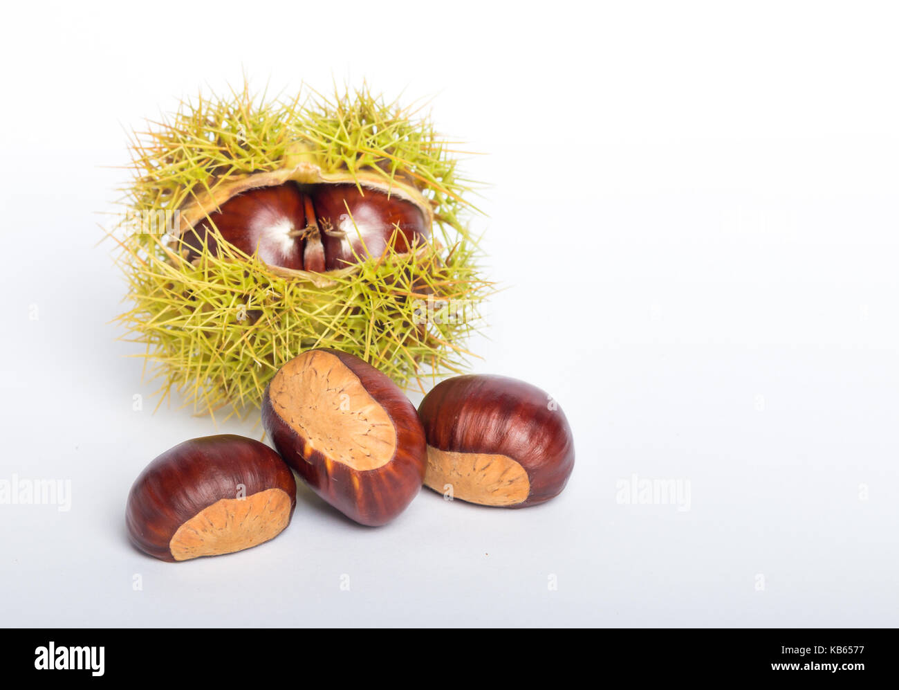 chestnut on a white background with their bolster Stock Photo - Alamy