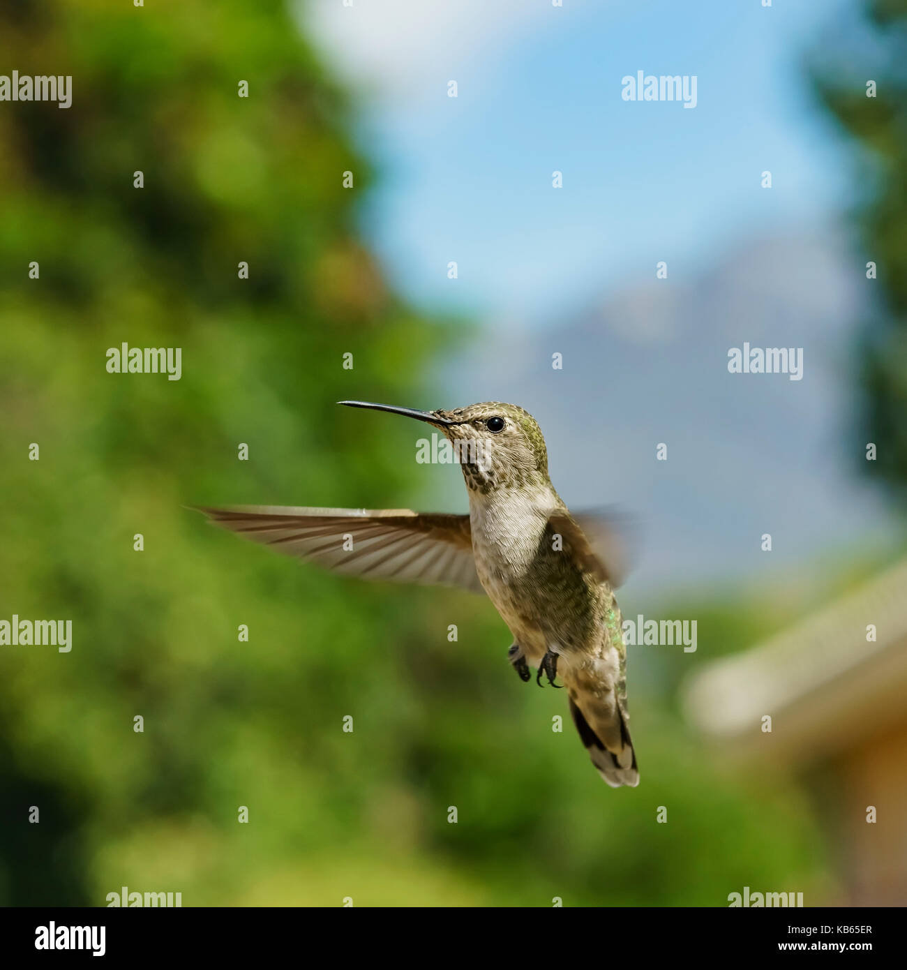 Female Anna's Hummingbird hover in air, saw at Los Angeles, California ...