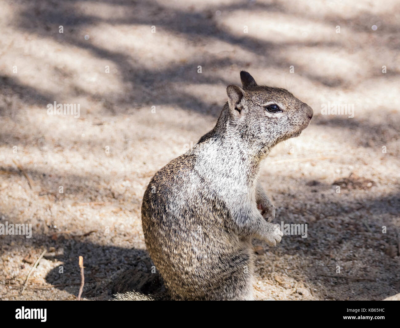 Cute small squirrel walking around in wild Stock Photo - Alamy