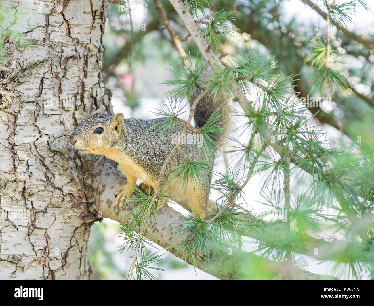 Cute small squirrel walking around in wild Stock Photo - Alamy