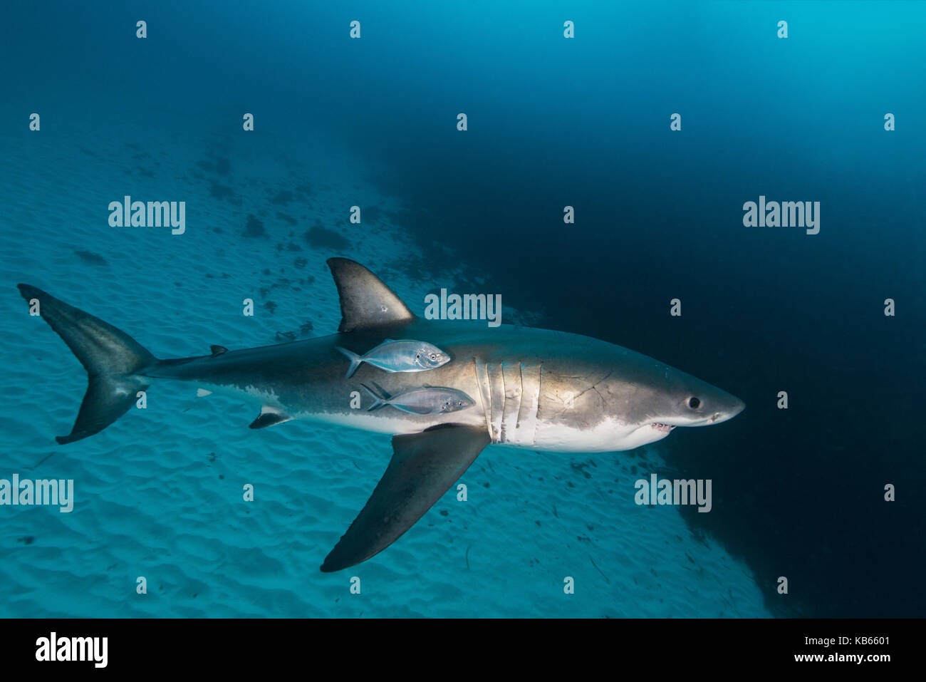 Great white shark and trevally jacks, Neptune islands, South Australia ...