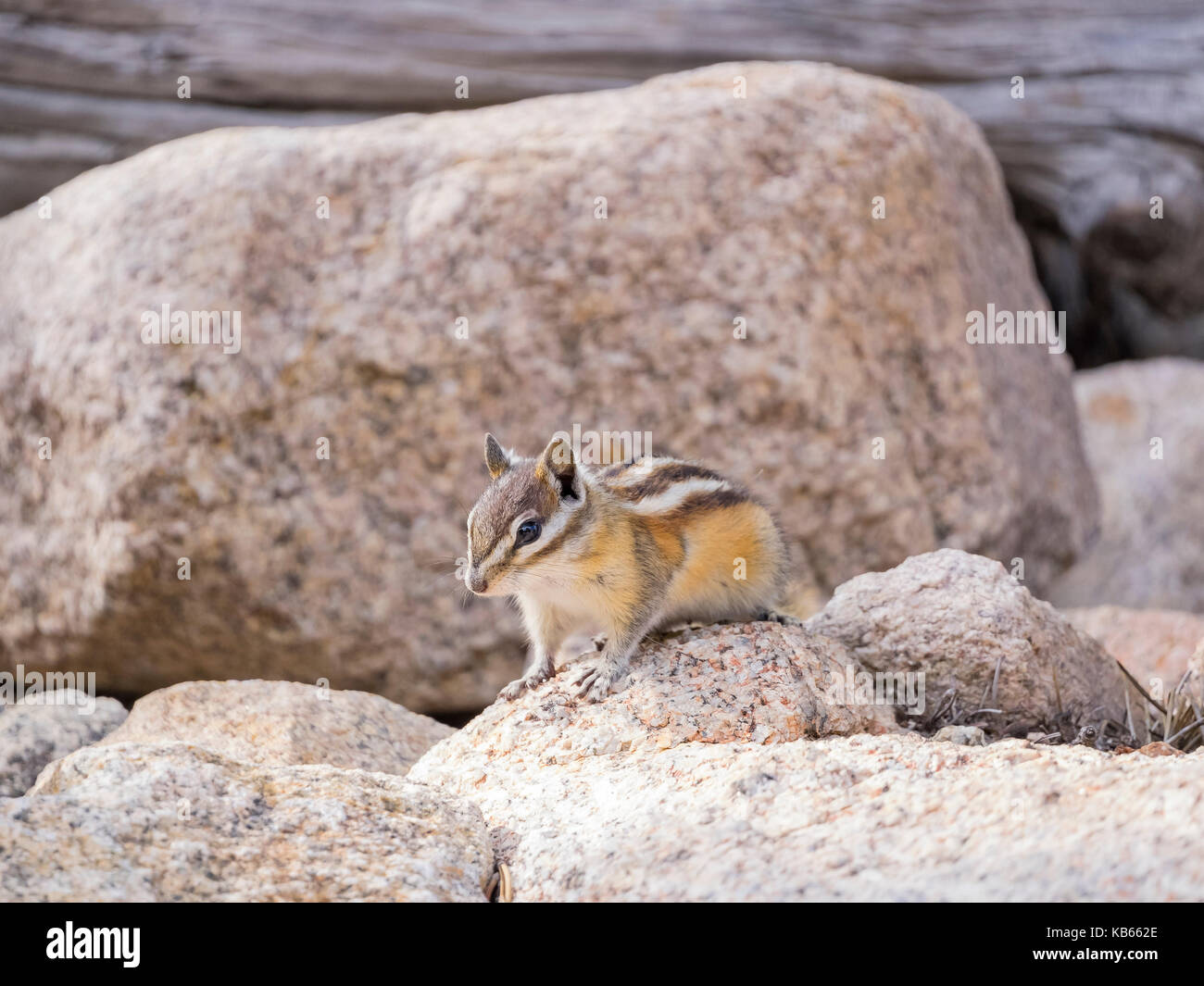 Cute small squirrel walking around in wild Stock Photo - Alamy