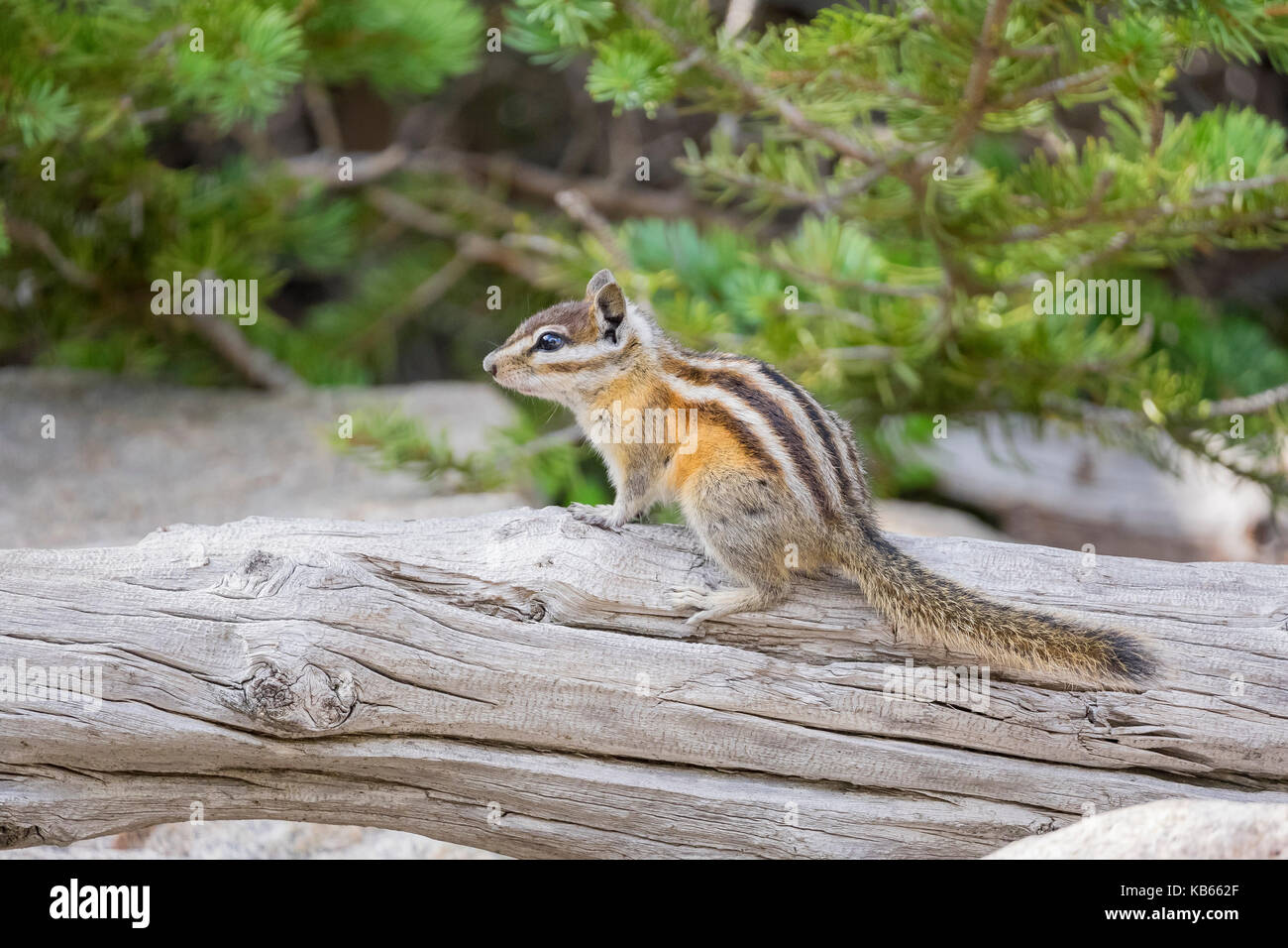 Cute small squirrel walking around in wild Stock Photo - Alamy