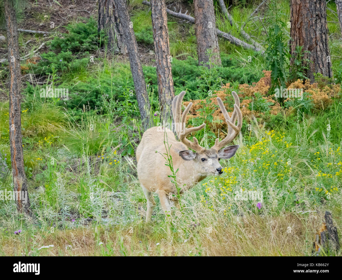Wild deer walking around at Rocky Mountain National Park, Colorado ...