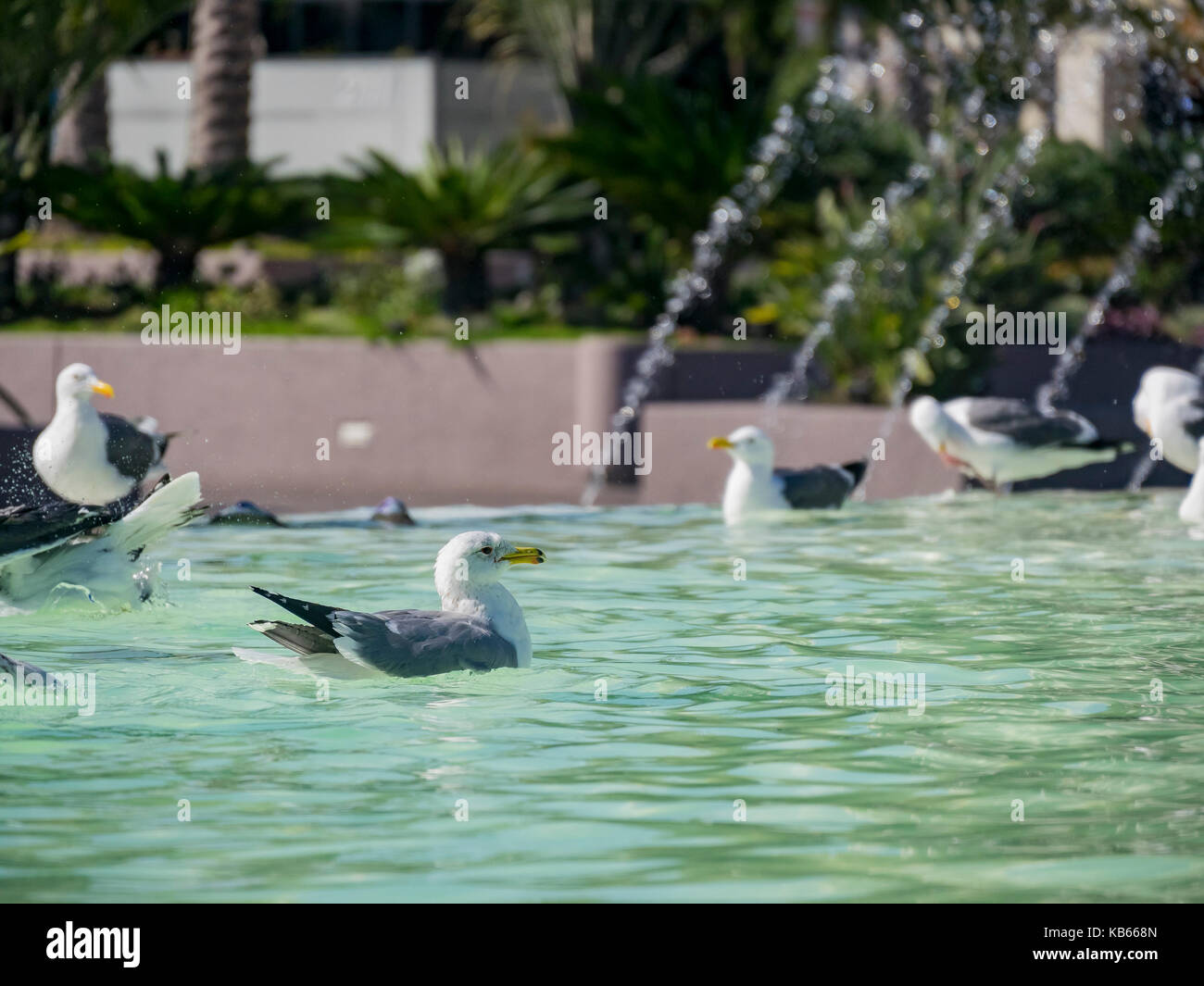 Seagull playing in a fountain at Long Beach, California, United States ...