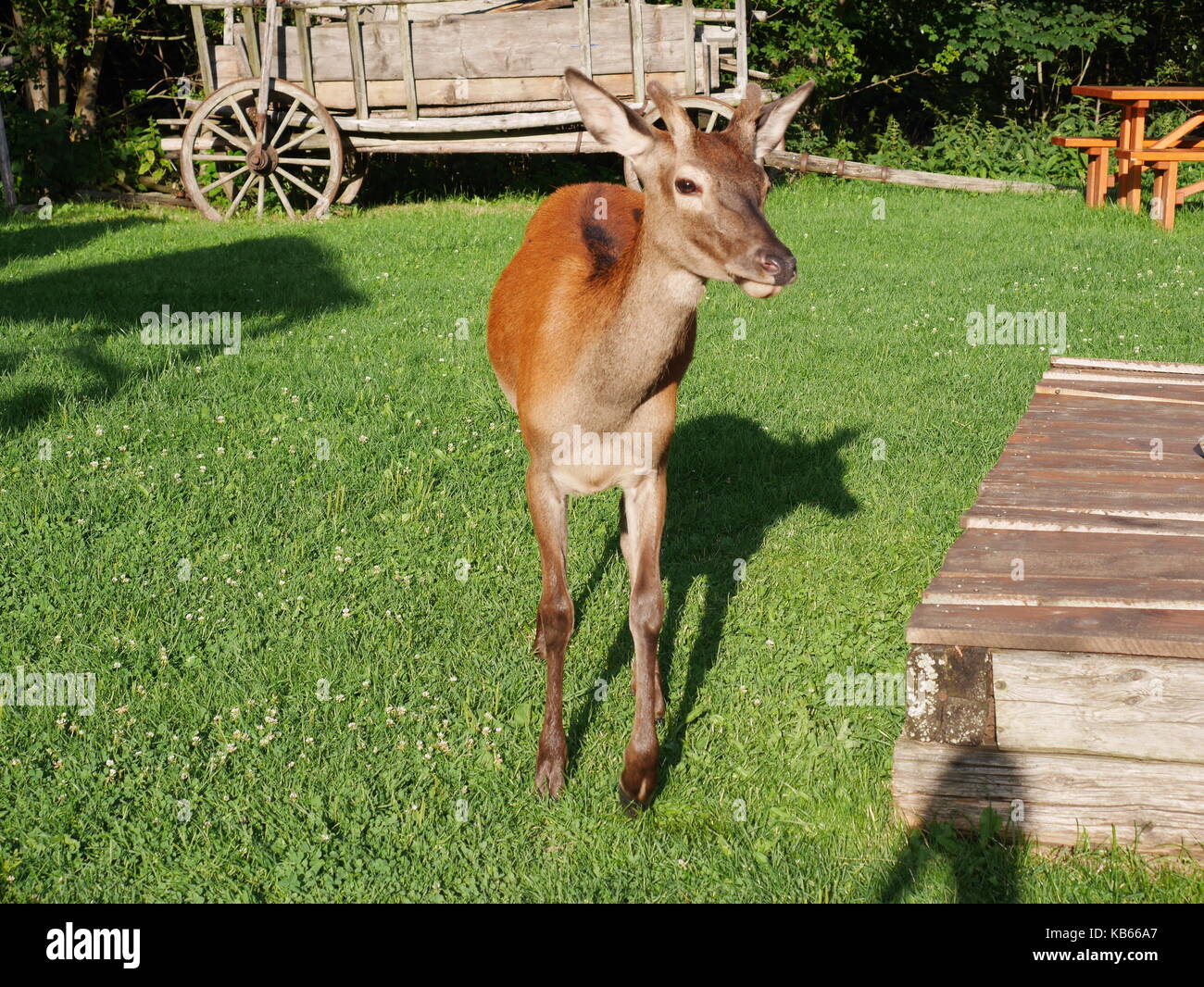 Solo deer hi-res stock photography and images - Alamy