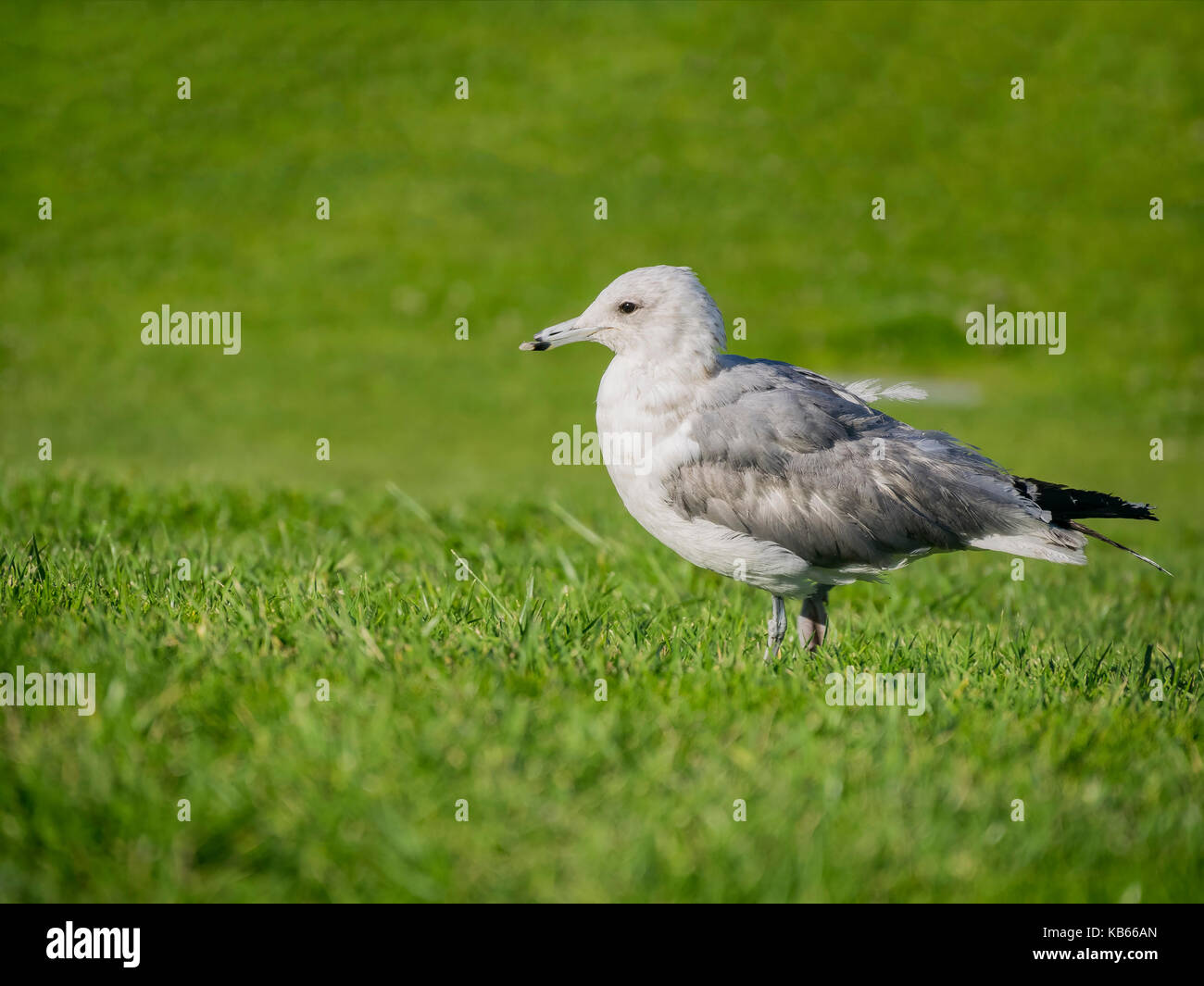 Seagull walking on a green grass field around daytime at Los Angeles ...