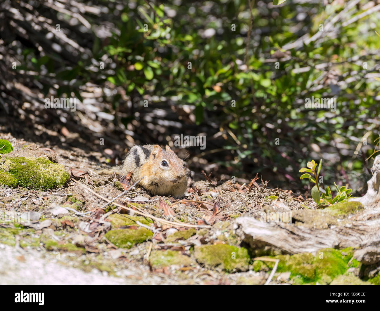 Cute small squirrel walking around in wild Stock Photo - Alamy