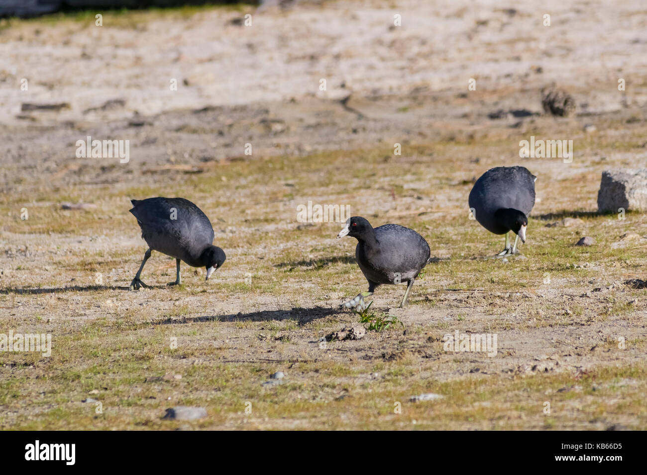 Beautiful Black coot walking in the field on a sunny day Stock Photo ...