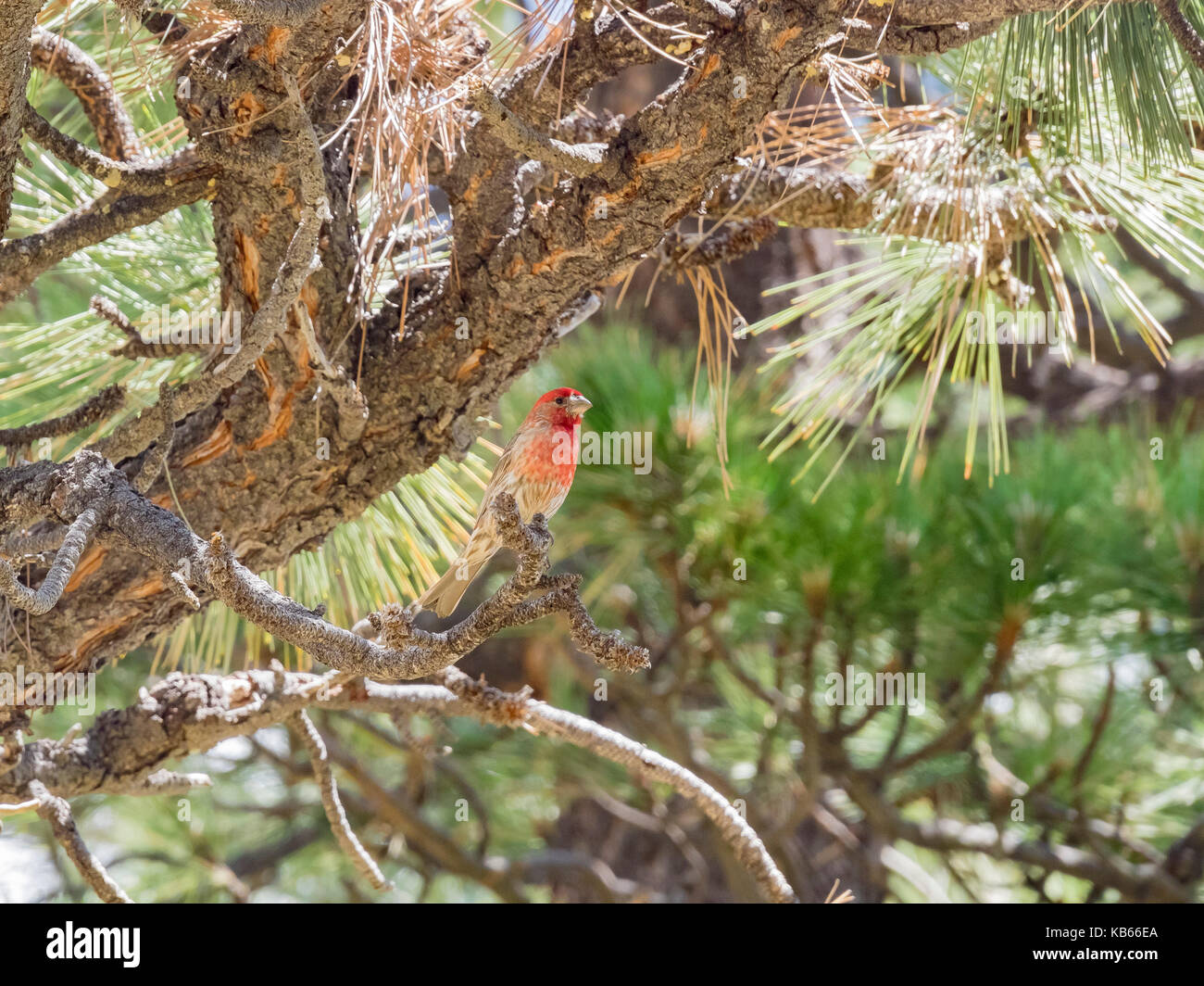 Beautiful male House Finch sitting on a tree Stock Photo - Alamy