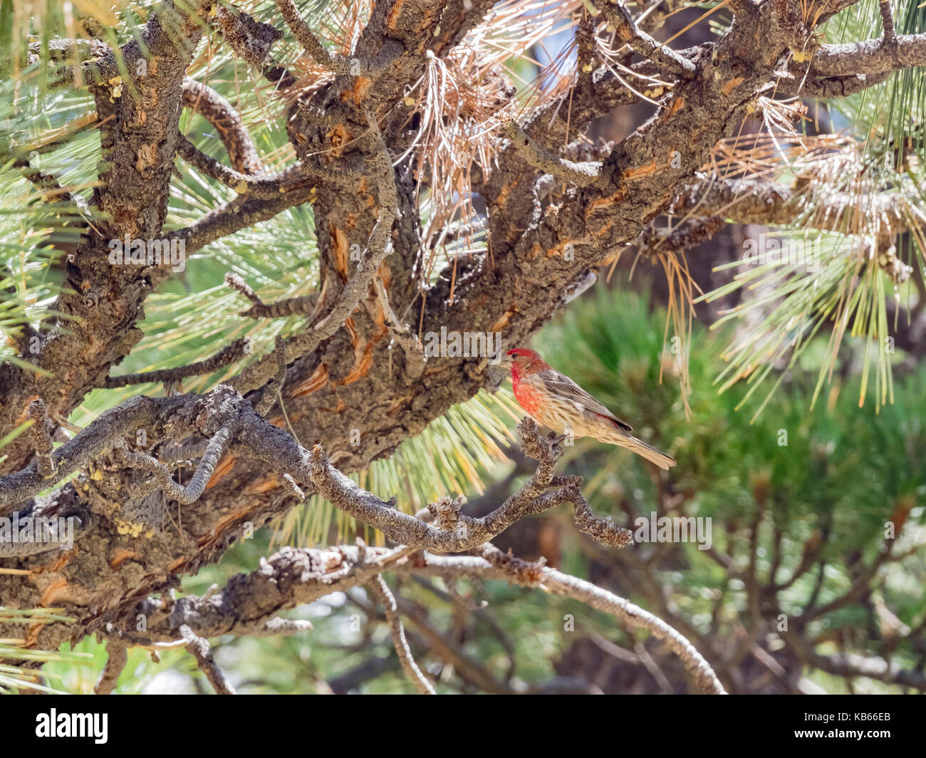 Beautiful male House Finch sitting on a tree Stock Photo - Alamy