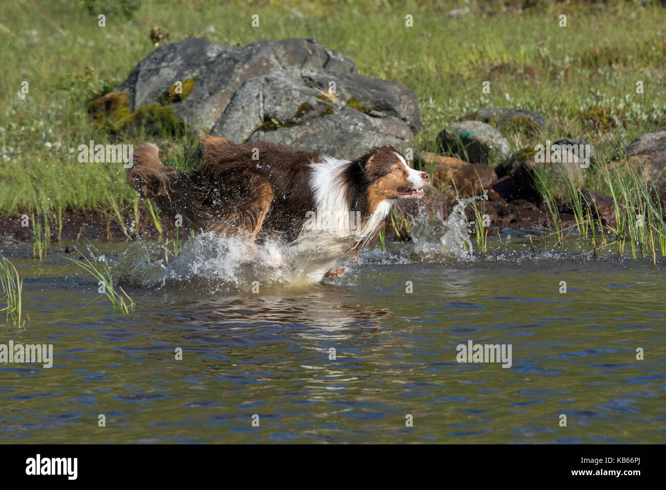 Two australian shepherd dogs running in the water of a lake Stock Photo ...