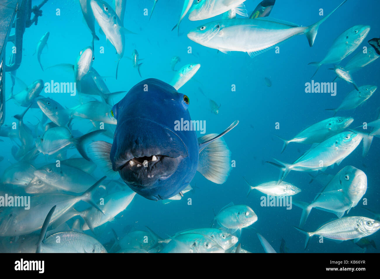Close up view of the face of a blue groper amongst a school of jacks ...