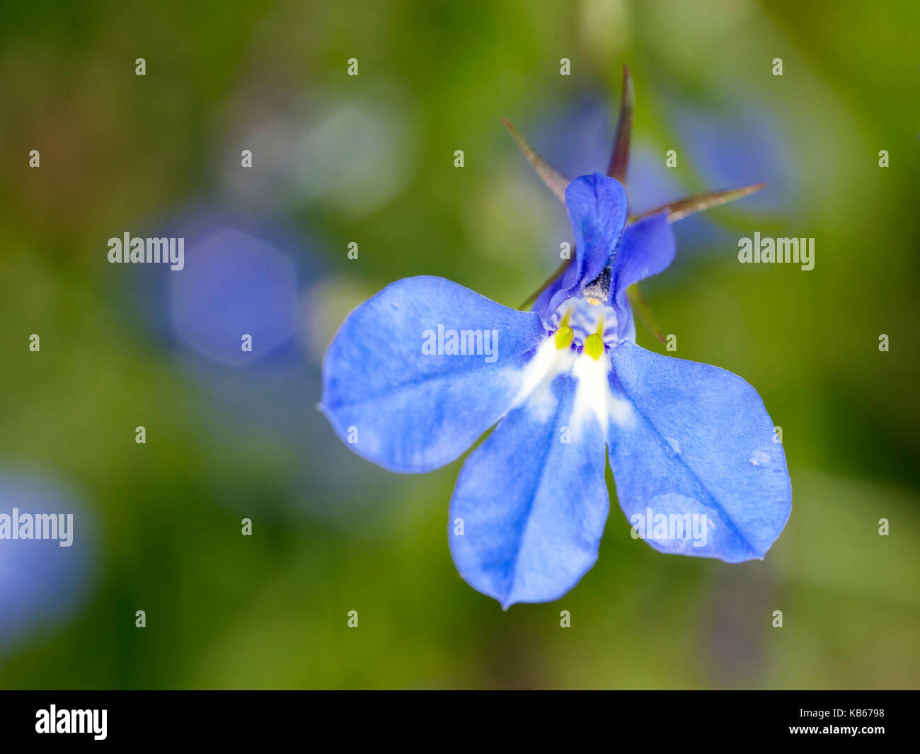 Lobelia flower close up Stock Photo - Alamy