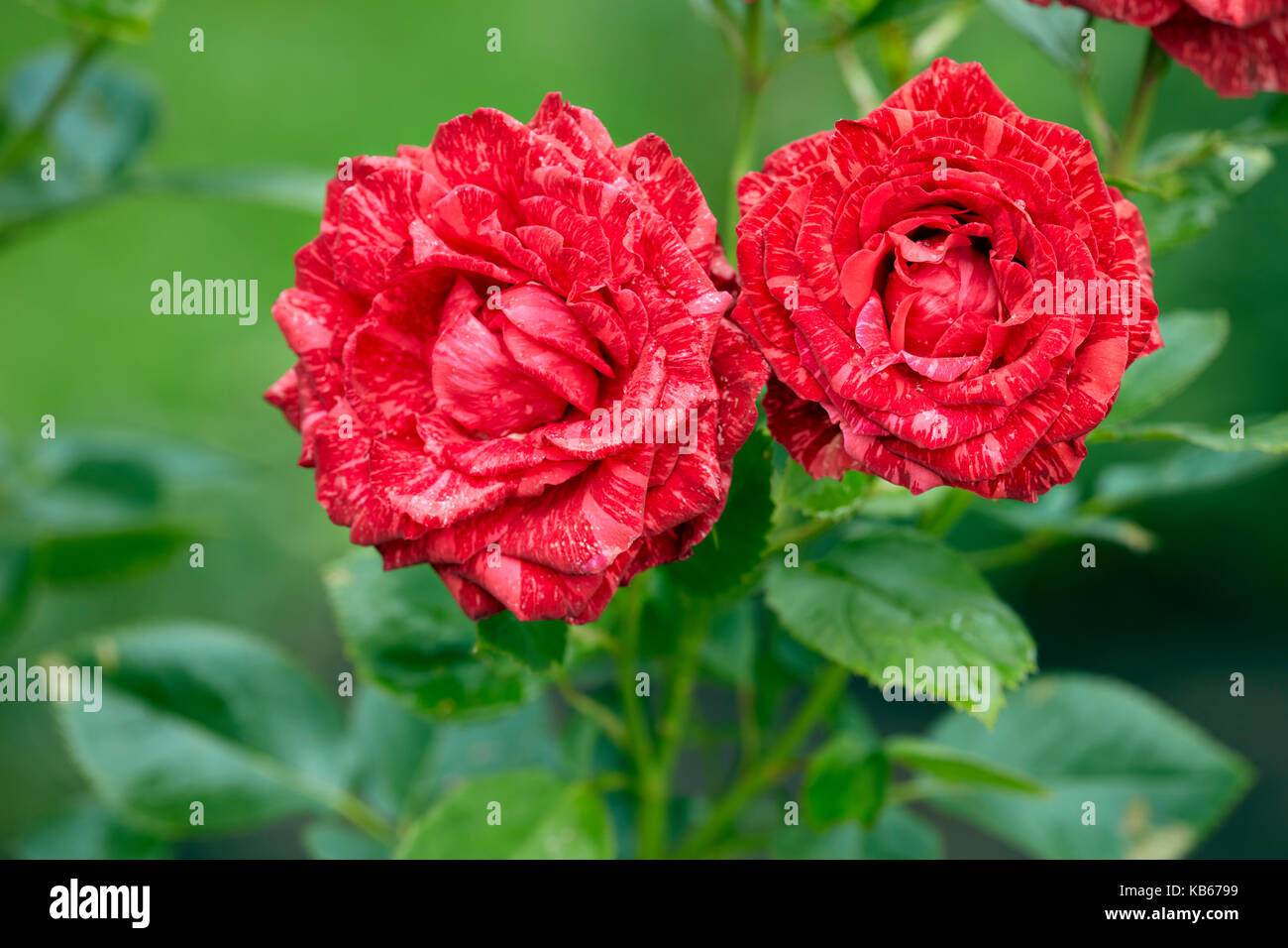 Red Intuition Rose Leaves