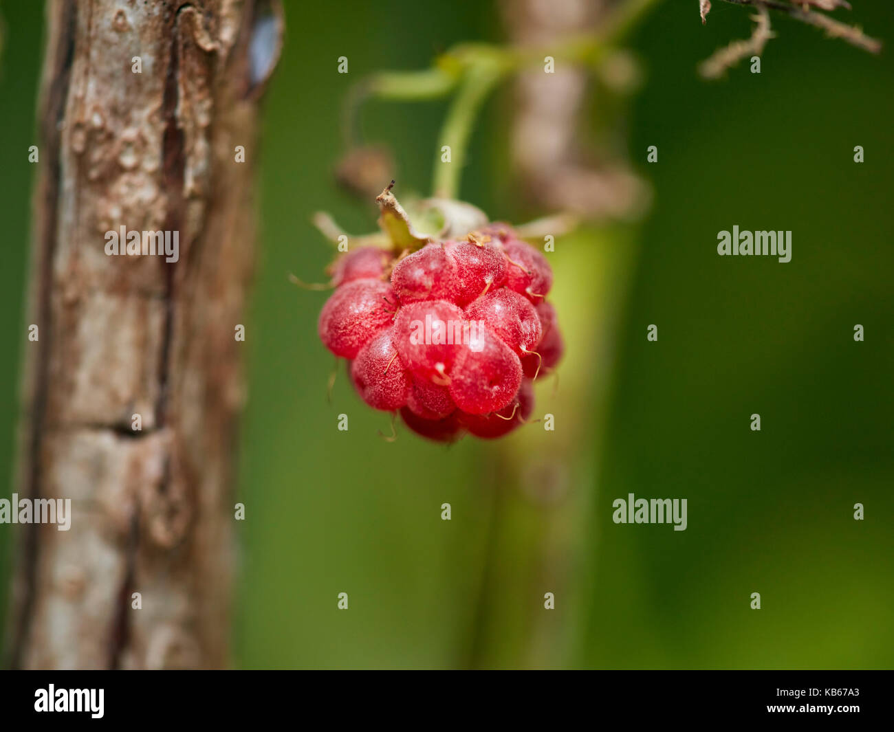 Raspberry fruit and branch Stock Photo - Alamy