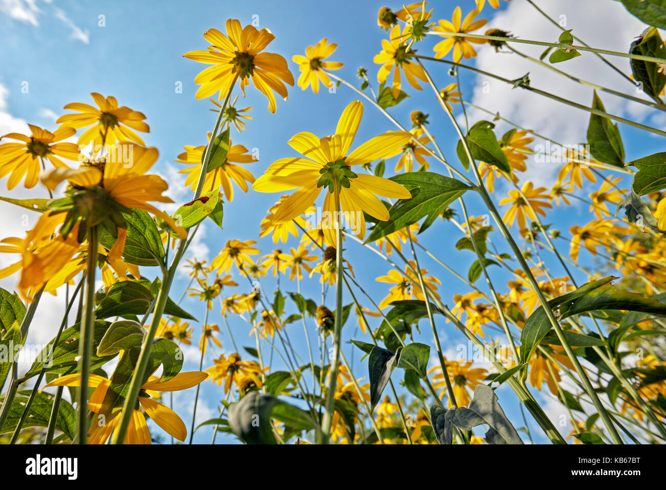 Yellow cutleaf coneflowers (Rudbeckia laciniata) from below against ...