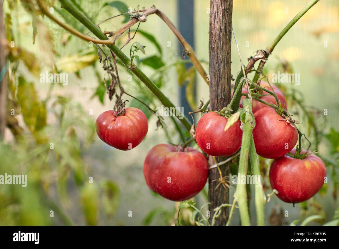 Tomatoes grow in organic greenhouse. Scientific name: Solanum ...