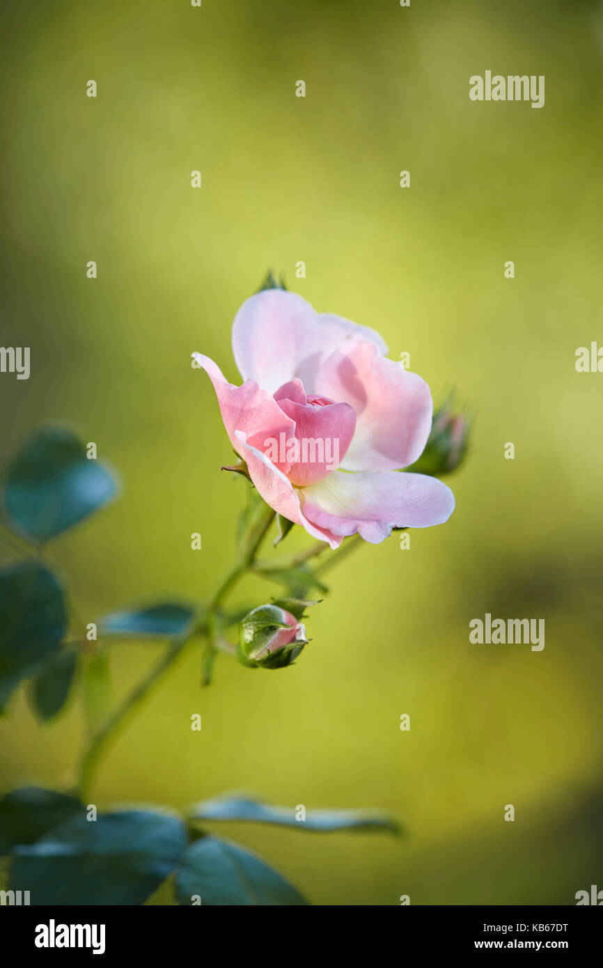 Garden rose flower Stock Photo - Alamy